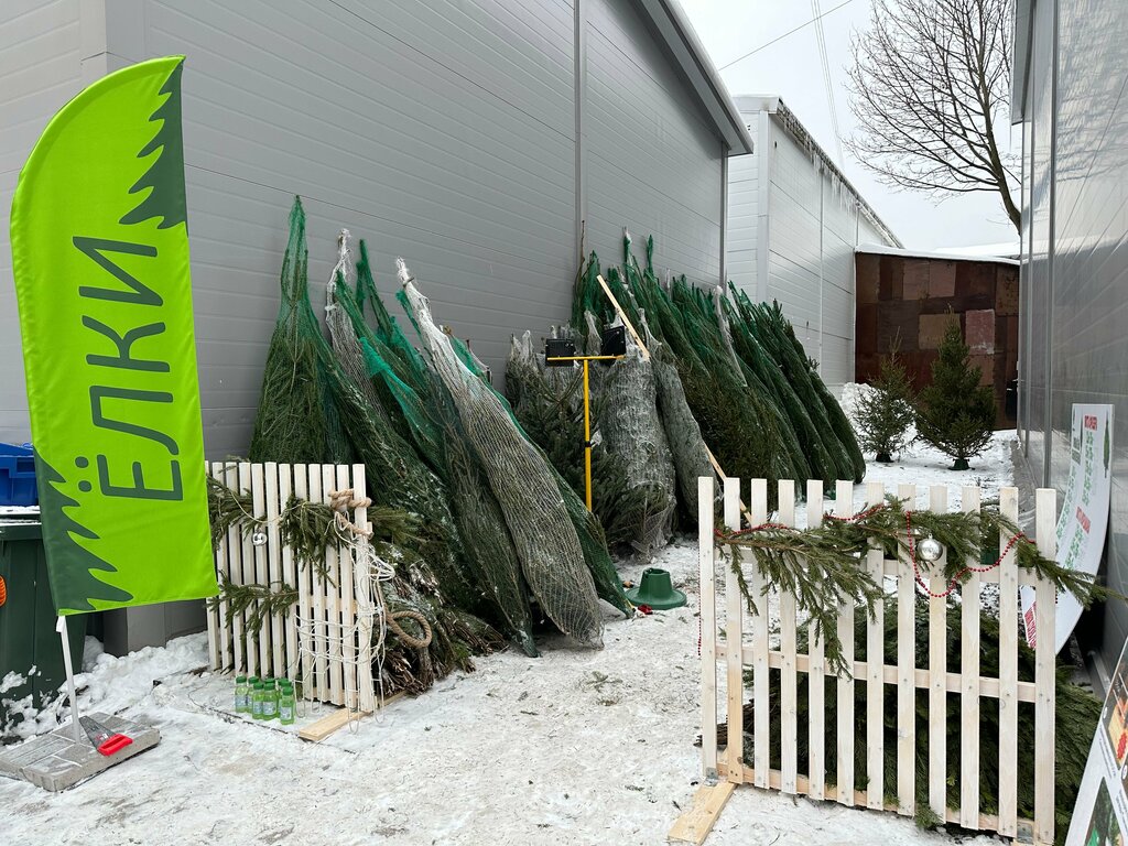 Çam ağacı pazarı Пермский питомник, Saint‑Petersburg, foto