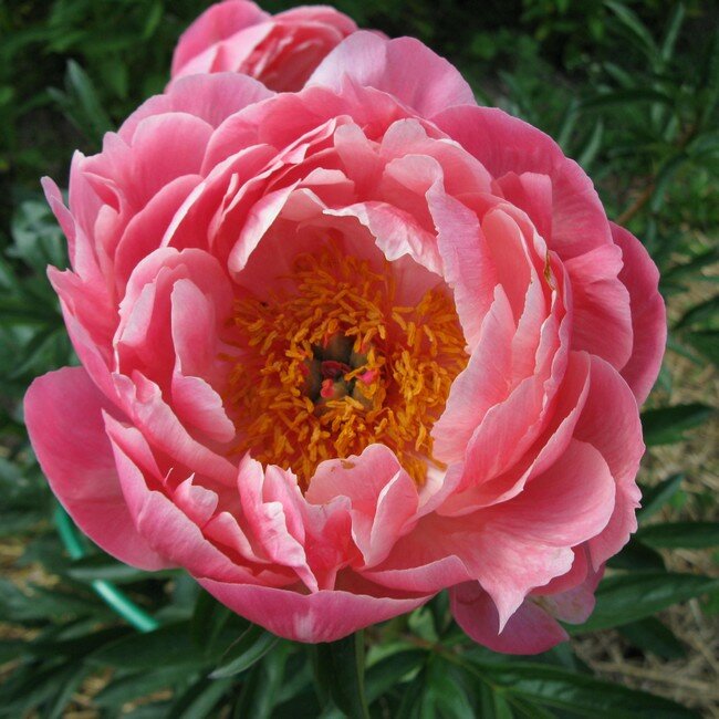 Sera ve bahçe ürünleri KirovFlora, Kirov, foto