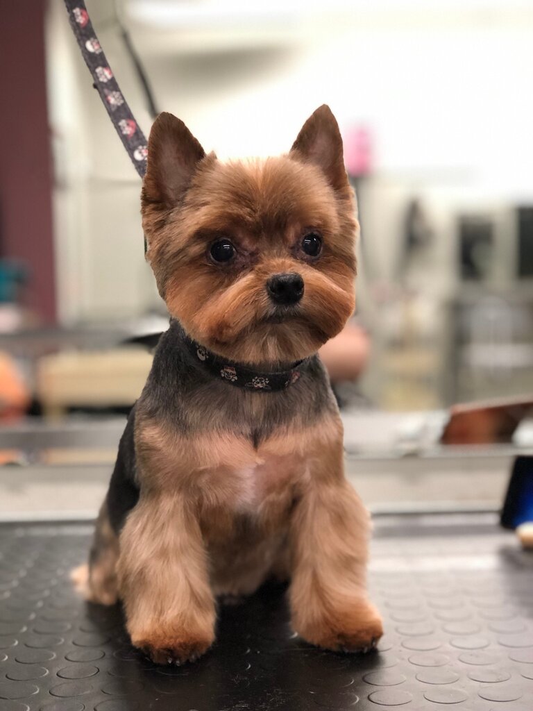 Evcil hayvan kuaförleri ZooStyle, Moskova, foto