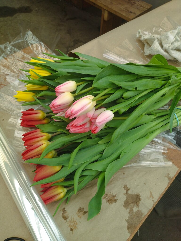 i̇nşaat firmaları КлинКом, Lipetsk, foto