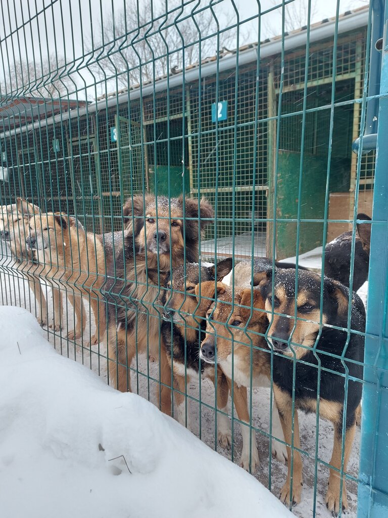 Hayvan barınakları, kulüpleri ve otelleri Муниципальный приют, Moskova, foto