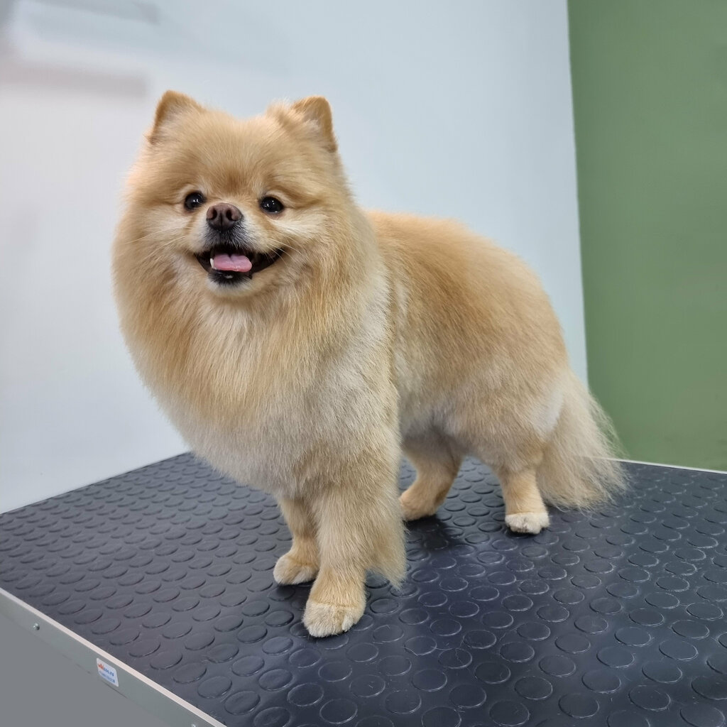 Evcil hayvan kuaförleri Груминг салон Мир Хвостатых, Gümrü, foto