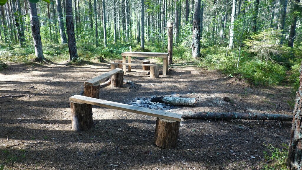 Piknik alanı Place for picnic, Saint‑Petersburg ve Leningradskaya oblastı, foto
