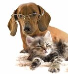 Veterinarny kabinet № 1 (Vikulova Street No:46к1), veteriner klinikleri  Yekaterinburg'dan