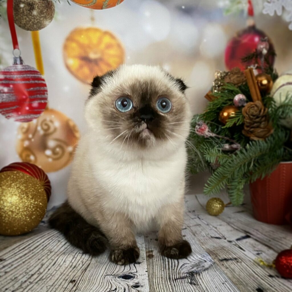 Evcil hayvan yetiştiricileri Cherny Tal, Nijegorodskaya oblastı, foto