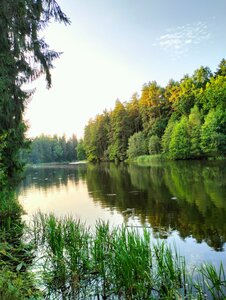 Piačerski liesapark (Magiliow, Piacherski zakaznik), parklar ve ormanlar  Moguilev'den