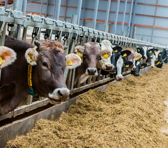 Veteriner laboratuvarı Animal Lab, Kaluga, foto