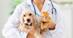 Dexter Veteriner Kliniği (Antalya, Gazipaşa, Pazarcı Mah., Uğur Mumcu Cad., 30), veteriner klinikleri  Gazipaşa'dan