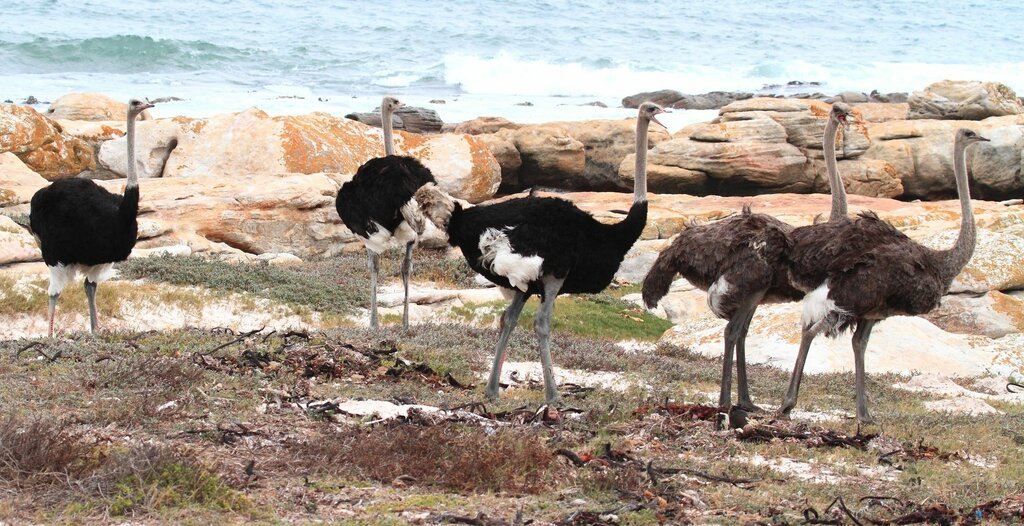 Otel Albatross Guest House, Capetown, foto