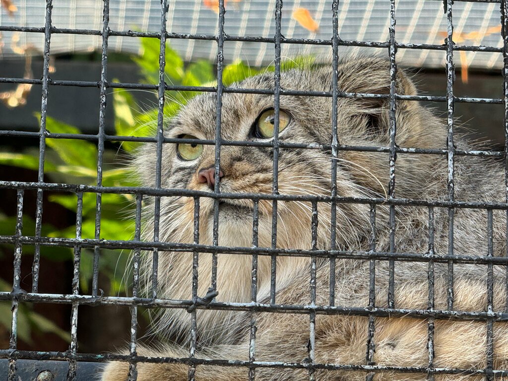 Hayvanat bahçeleri Манул, Saint‑Petersburg, foto