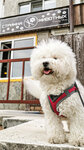 Grooming Studio (Proletarskiy Avenue No:10), evcil hayvan kuaförleri  Surgut'tan