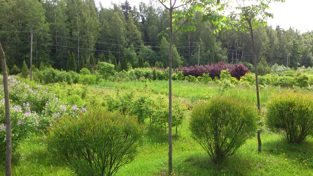 Sera ve bahçe ürünleri Jasmine, Moskova ve Moskovskaya oblastı, foto
