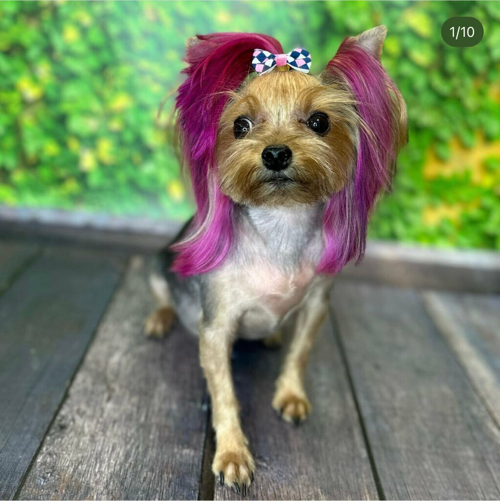 Evcil hayvan kuaförleri Groomerkzn, Kazan, foto