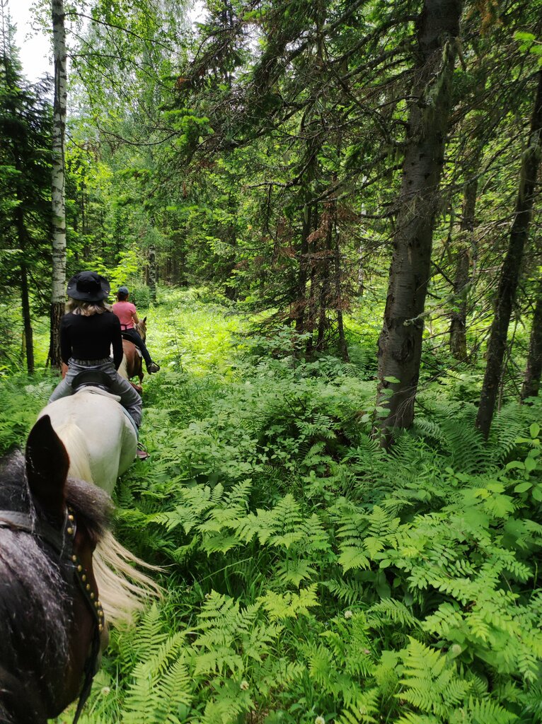At ve binicilik kulüpleri Конно-туристический клуб Сивка - Бурка, , foto