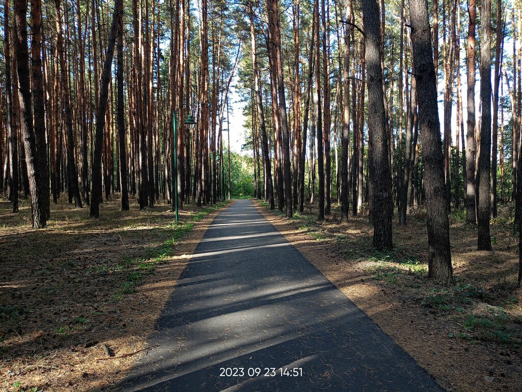 Orman урочище Пески, Belgorod, foto