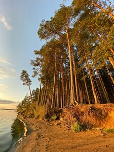 Сокольский бор (Vologda Region, Kirillovskiy munitsipalny okrug, selskoye poseleniye Alyoshinskoye), doğa  Vologodskaya oblastından