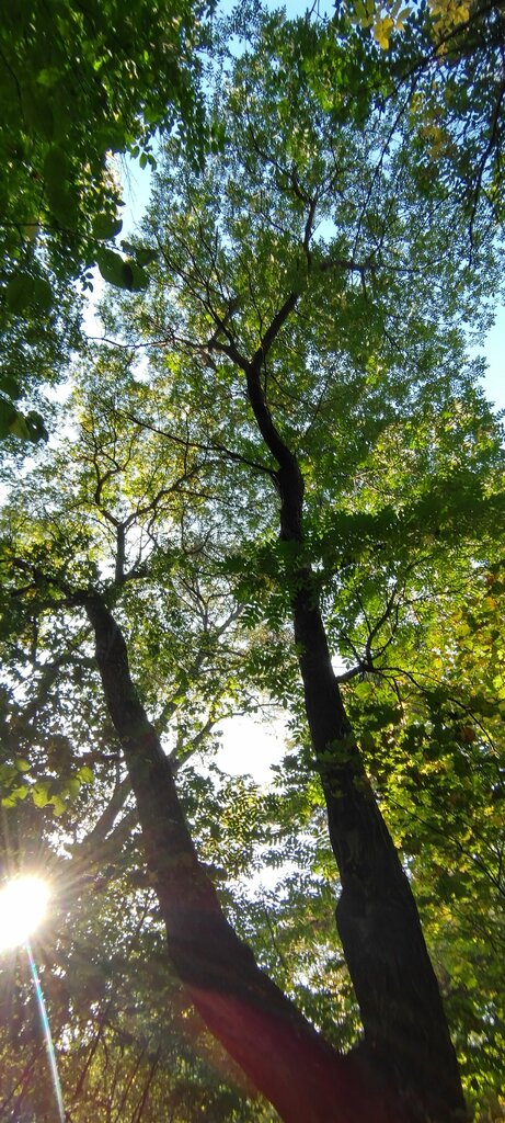 Doğa Манчжурский орех, Moskova ve Moskovskaya oblastı, foto