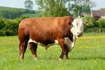 Hereford Breed Republican Chamber (Kenesary kóshesi No:40), tarım firmaları  Astana'dan