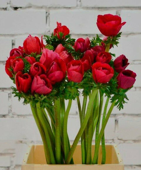 Çiçekçiler Cvetochnyj raj, Karağandı, foto