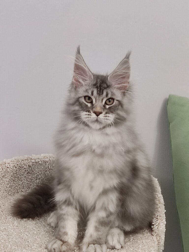 Evcil hayvan yetiştiricileri Maine Coon Kennel Aplashkevich, Sverdlovskaya oblastı, foto
