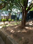 Palm tree (Lusaka, Mulungushi, Chainama Road, 3592), masaj salonları  Zambiya'dan