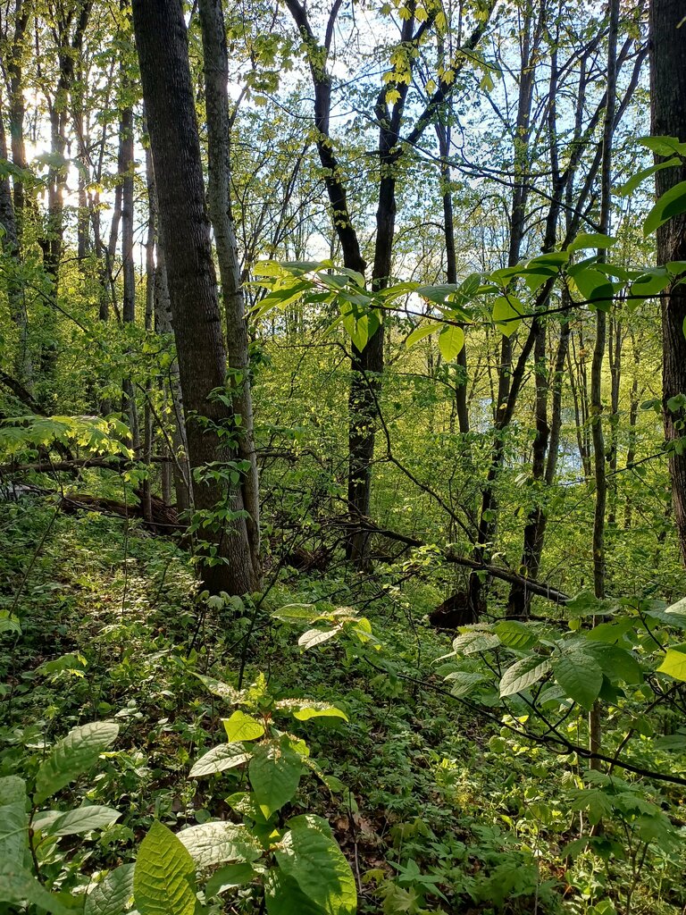 Turistik yerler Славянское городище, Kalujskaya oblastı, foto