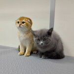 The Groom Room Pets Saloon (26, Myadif Street, W9, Abu Dhabi), pet otel