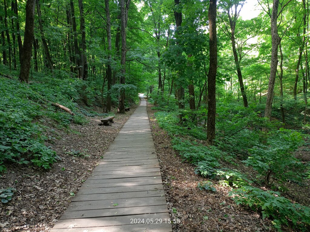 Doğa koruma alanı Государственный природный ботанический заказник Урочище Монастырский лес, Belgorodskaya oblastı, foto