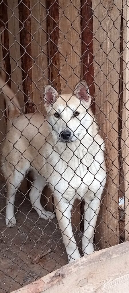Hayvan barınakları, kulüpleri ve otelleri Бирский Хатико, Birsk, foto