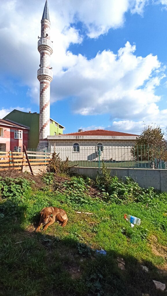Cami Hacı Yusuf Cami, İstanbul, foto