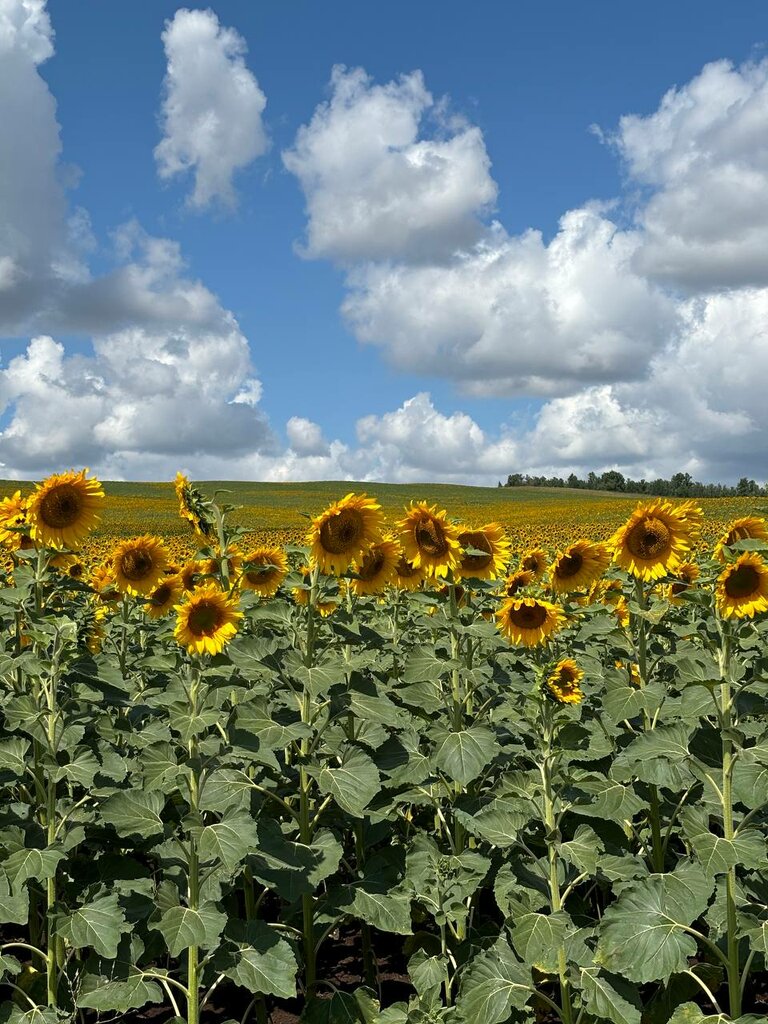 Doğa Ландшафтно-ботанический памятник природы Каргалинско-Сакмарские сыртовые колки, Orenburgskaya oblastı, foto