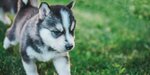 Tim Köpek Çiftliği (Çamlı Mahallesi, Çamlıca Cd. No:24, 35310 Güzelbahçe/İzmir), evcil hayvanlar için ürünler  Güzelbahçe'den