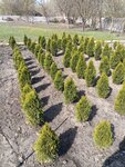 Декоративные деревья и кустарники (ulitsa 12 Dekabrya No:25), sera ve bahçe ürünleri  Rossoş'tan