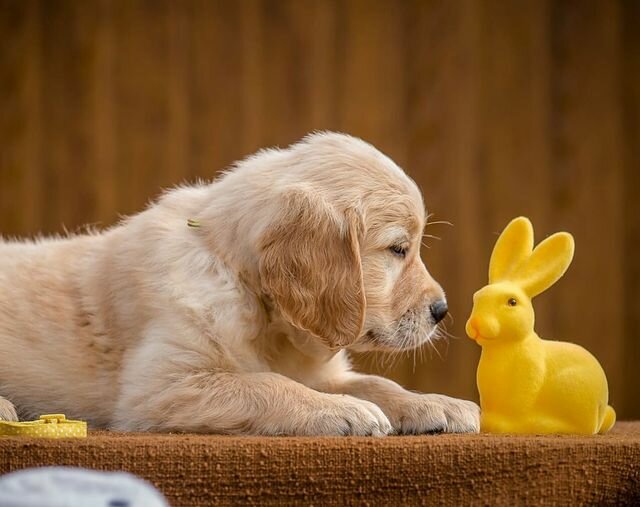 Petshop Furs & Feathers Pets, Abu Dabi, foto