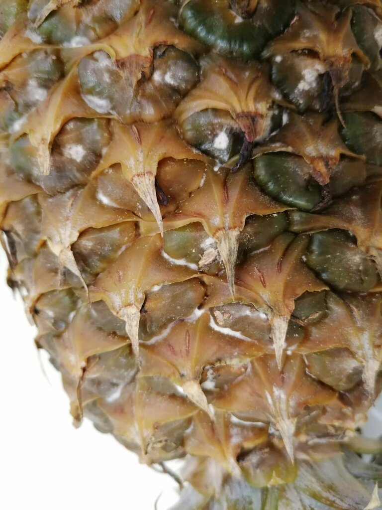 Ürün teslimatı Biglemon.ru, Moskova, foto