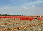 Özşekerci Gıda (Yörükler Mah., Ankara Cad., No:120, Geyve, Sakarya), gıda üreticileri  Geyve'den