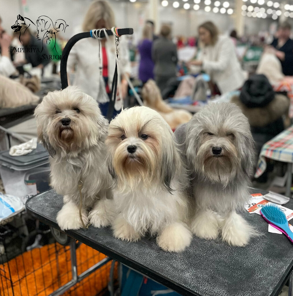 Evcil hayvan yetiştiricileri Kennel “Imperiya Sariolo “, Tula, foto