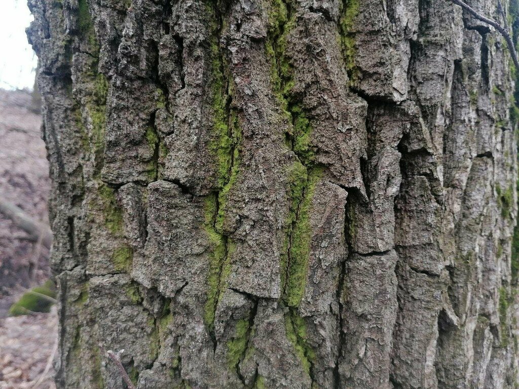 Orman Соломинская дубрава, Belgorodskaya oblastı, foto