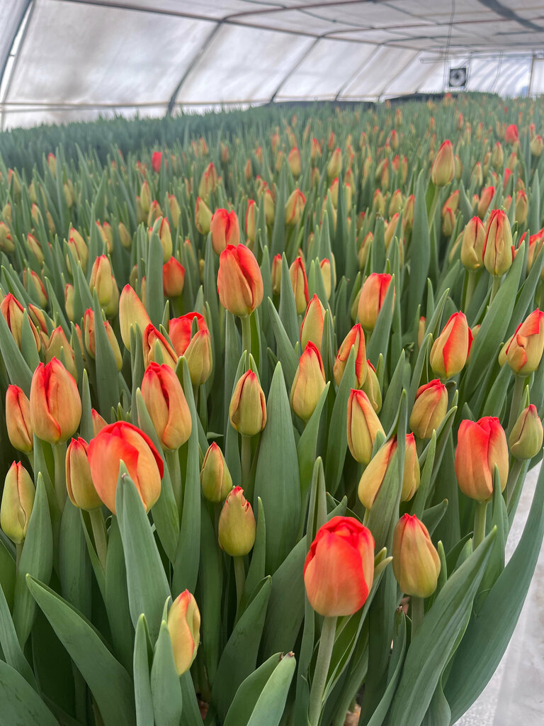 Sera ve bahçe ürünleri СПК Приупские зори, Tulskaya oblastı, foto