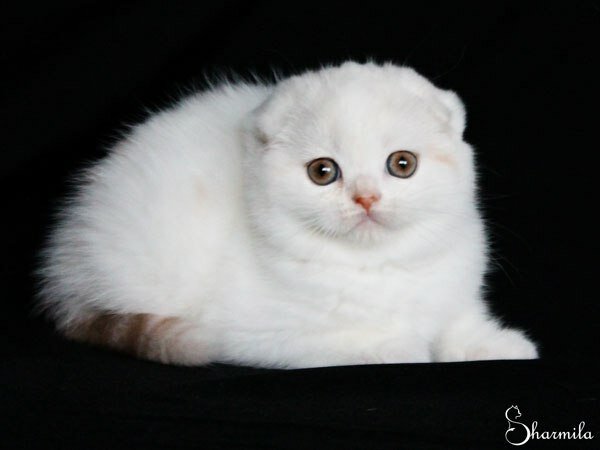 Evcil hayvan yetiştiricileri Cattery Sharmila. Selkirk rex and scottish fold cats, Rostov‑na‑Donu, foto