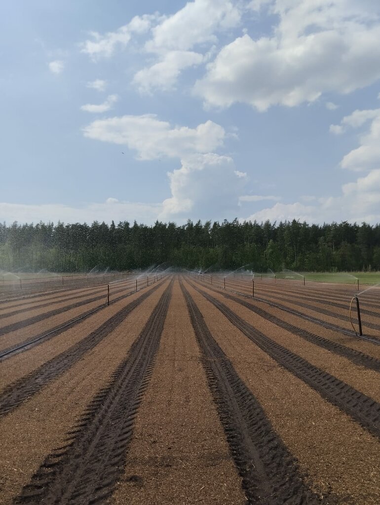 Orman işleri Федоровский лесной питомник, Samarskaya oblastı, foto