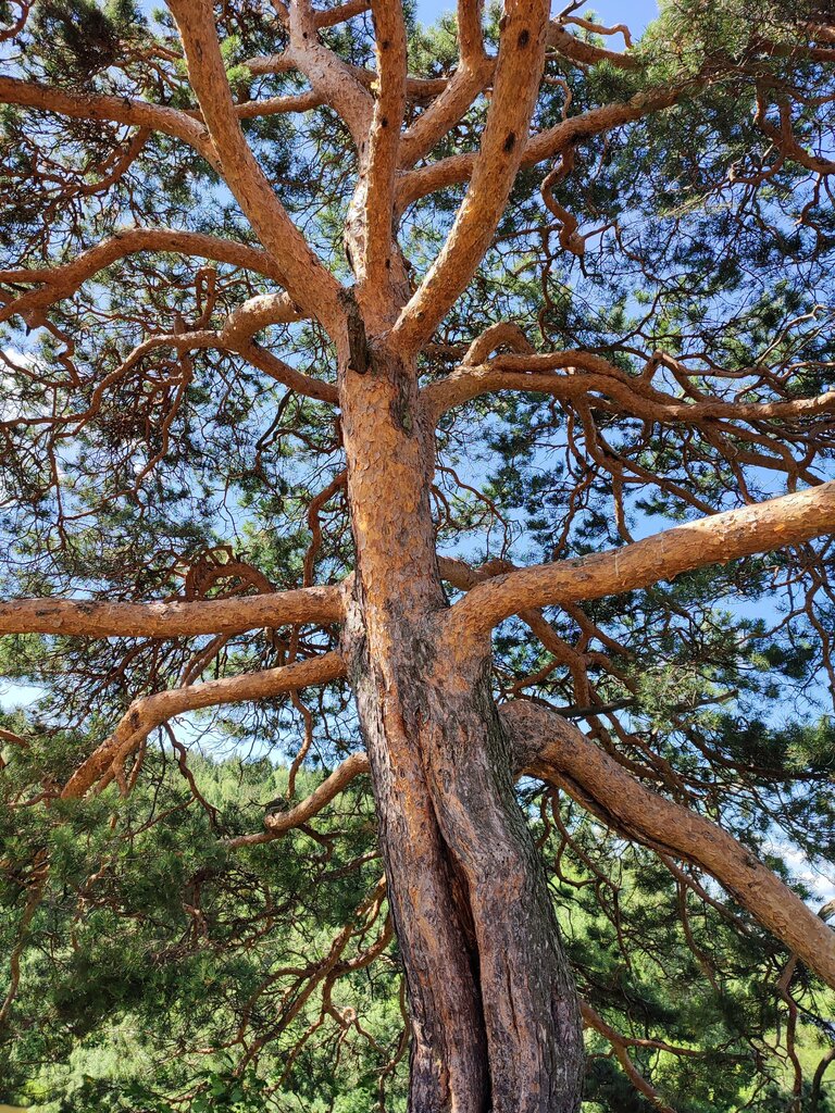 Dağ zirvesi Сосновый бор, Sverdlovskaya oblastı, foto