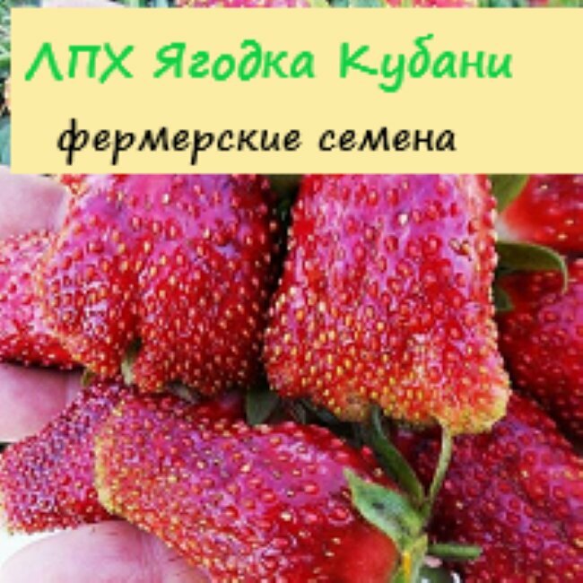 Tohum satan yerler ЛПХ Ягодка Кубани, Krasnodar, foto