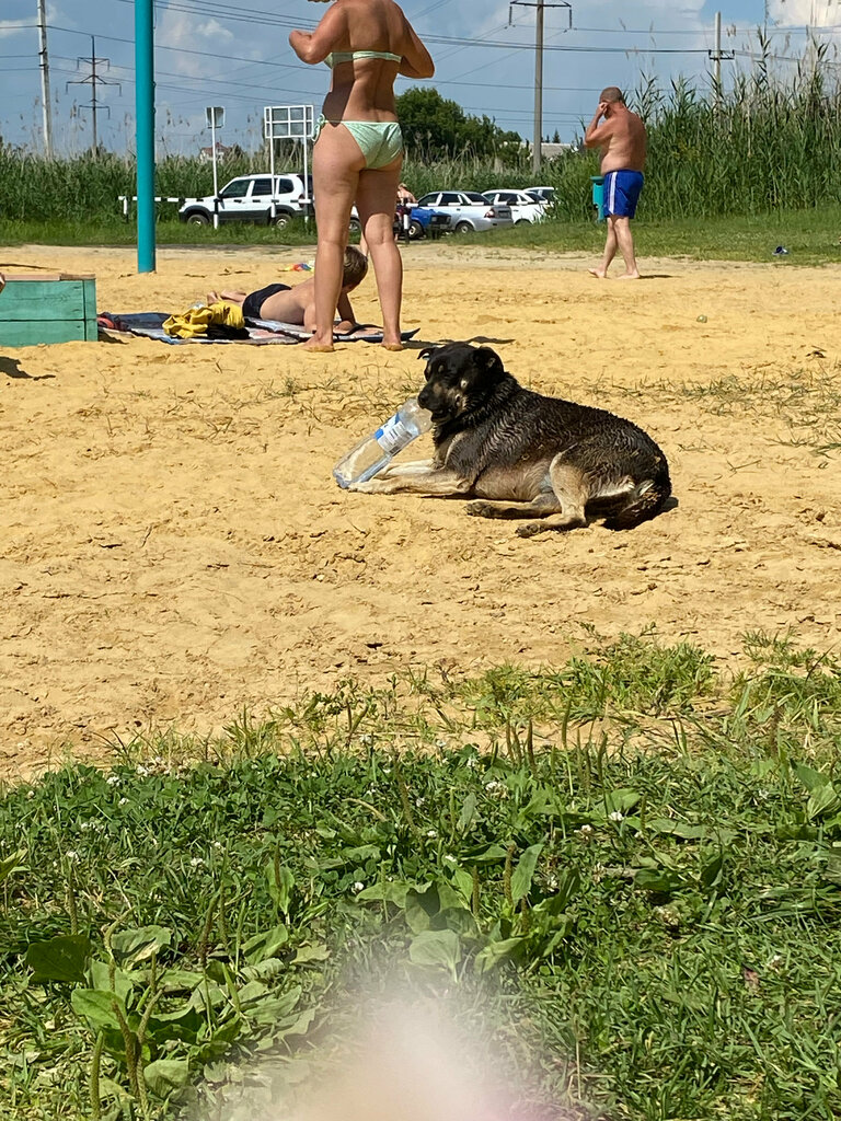 Plaj Солнышко, Rossoş, foto