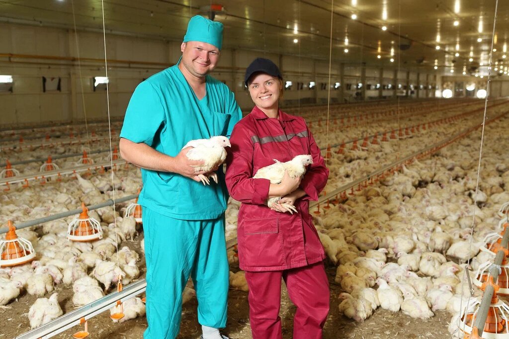 Kümes hayvanları çiftliği Группа Черкизово Васильевская птицефабрика, Penzenskaya oblastı, foto