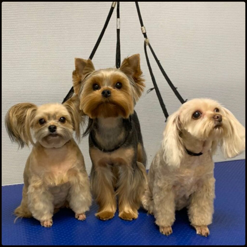 Evcil hayvan kuaförleri Грумик, Novosibirsk, foto