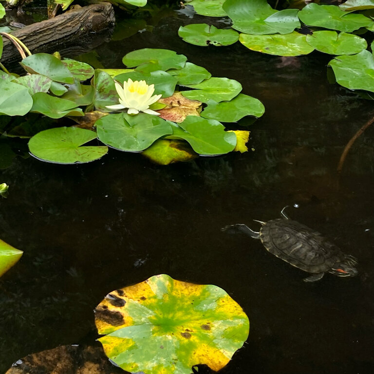 Doğa Pond with turtles, Suhum, foto