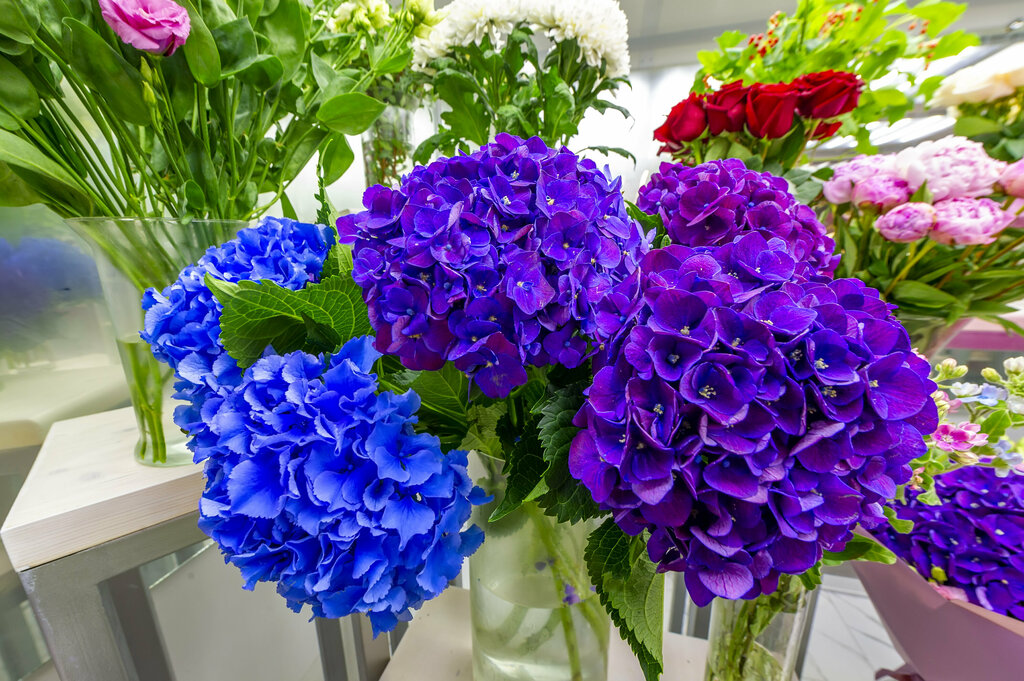 Çiçekçiler Fresh Fiori, Moskova, foto