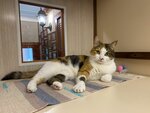 Hotel for cats The red cat (Krasnosolnechnaya Street No:4с2, Moscow), pet otel  Moskova'dan