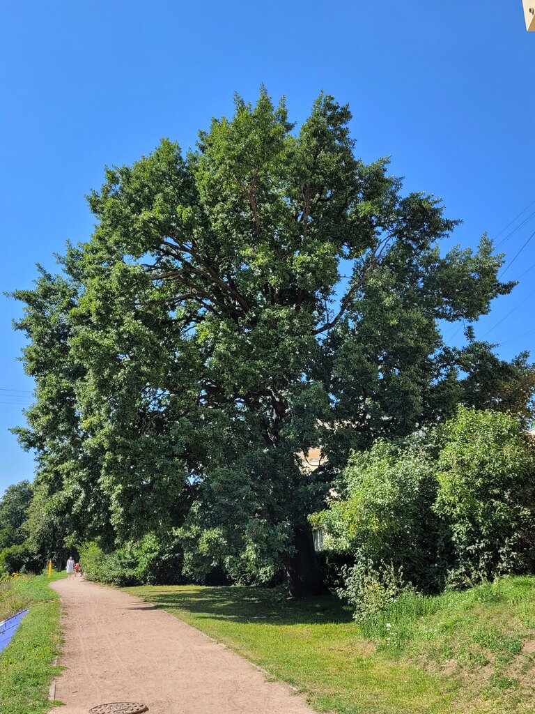 Doğa Дуб, Sestroretsk, foto